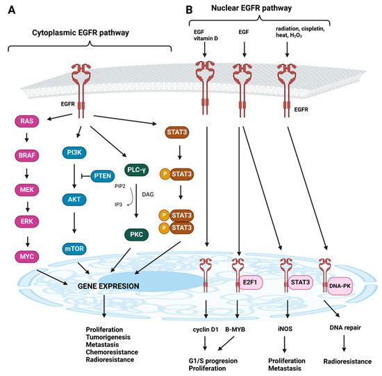 Dynamic Multilevel Regulation of EGFR, KRAS, and MYC Oncogenes: Driving Cancer Cell ...