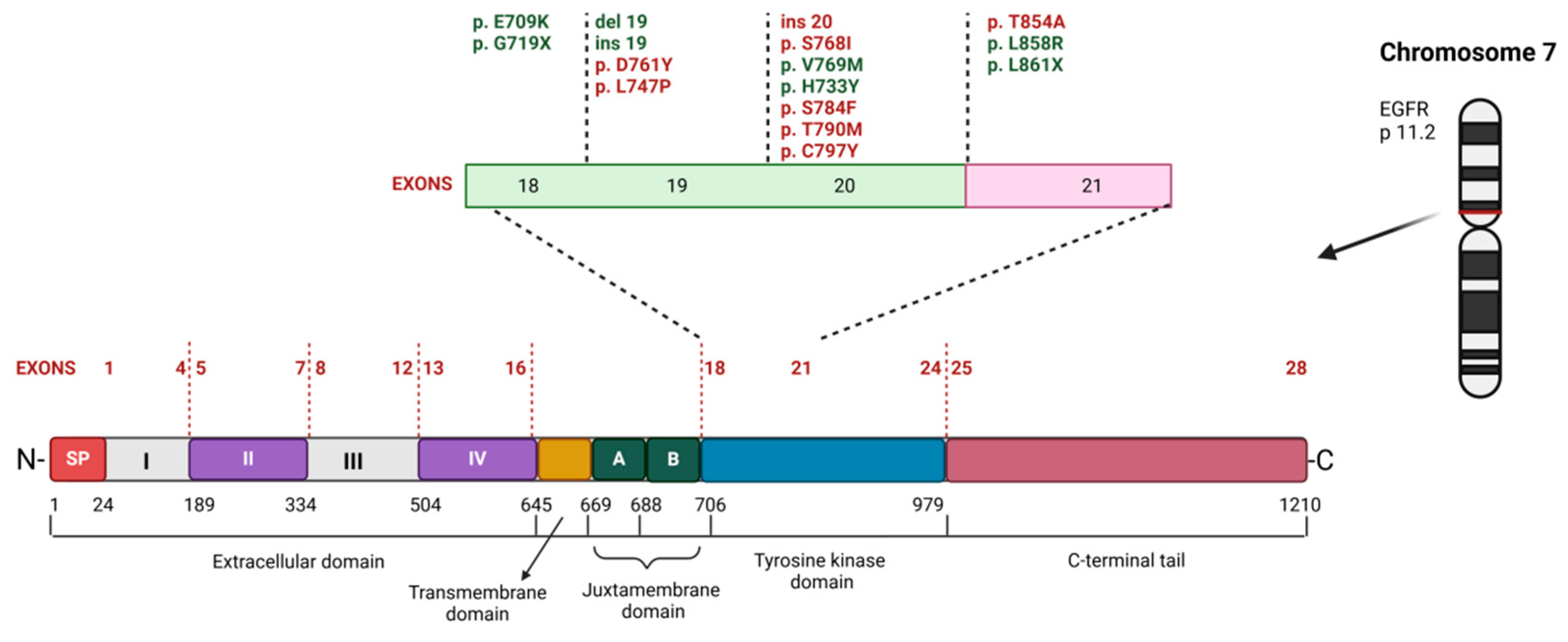 Dynamic Multilevel Regulation of EGFR, KRAS, and MYC Oncogenes: Driving Cancer Cell ...