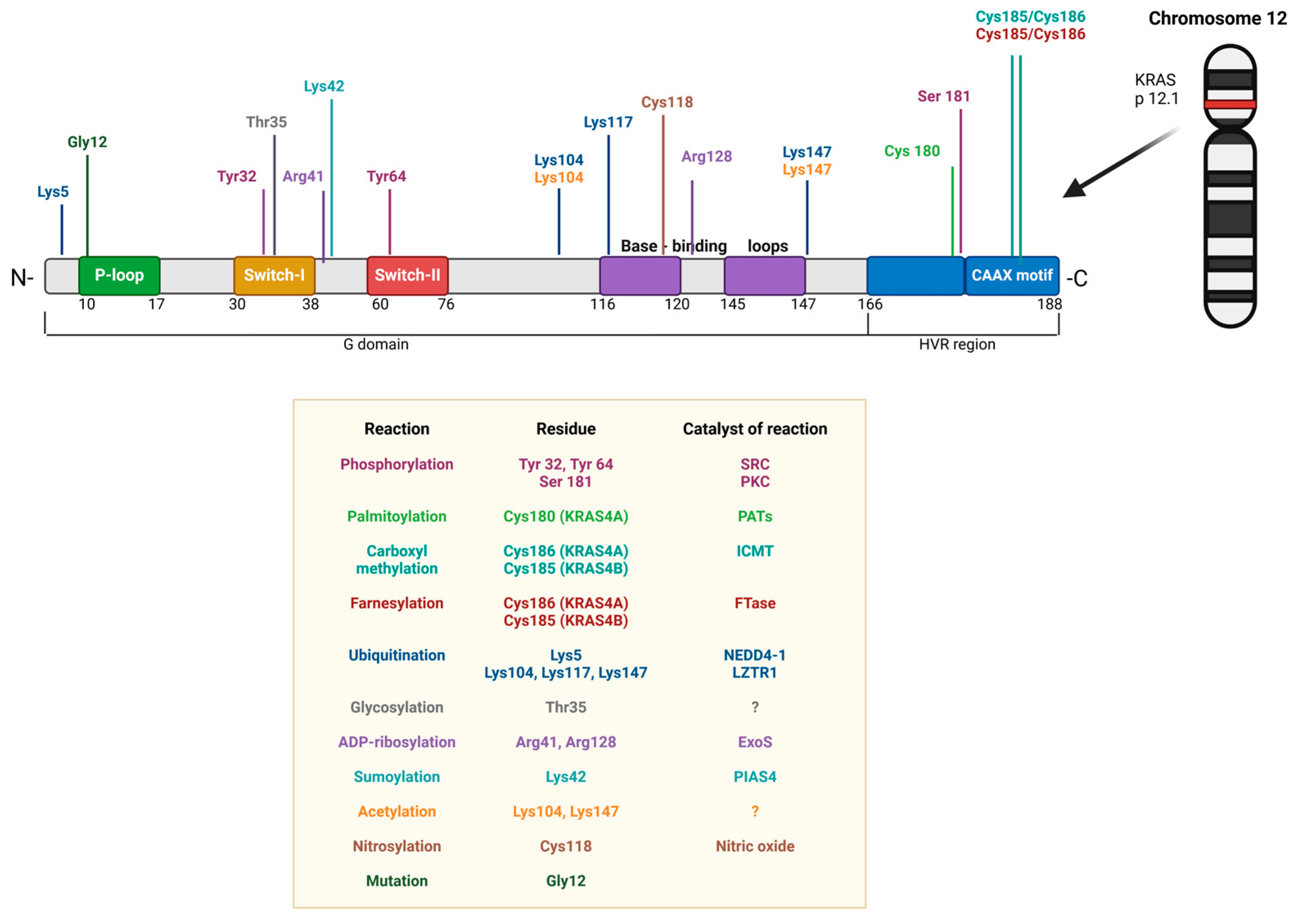 Dynamic Multilevel Regulation of EGFR, KRAS, and MYC Oncogenes: Driving ...