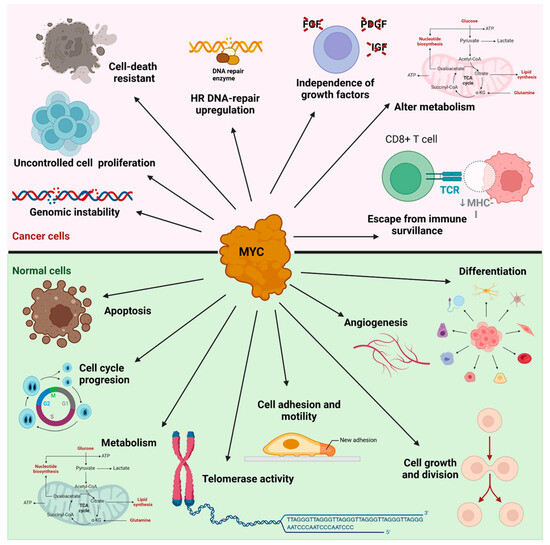 Dynamic Multilevel Regulation of EGFR, KRAS, and MYC Oncogenes: Driving ...