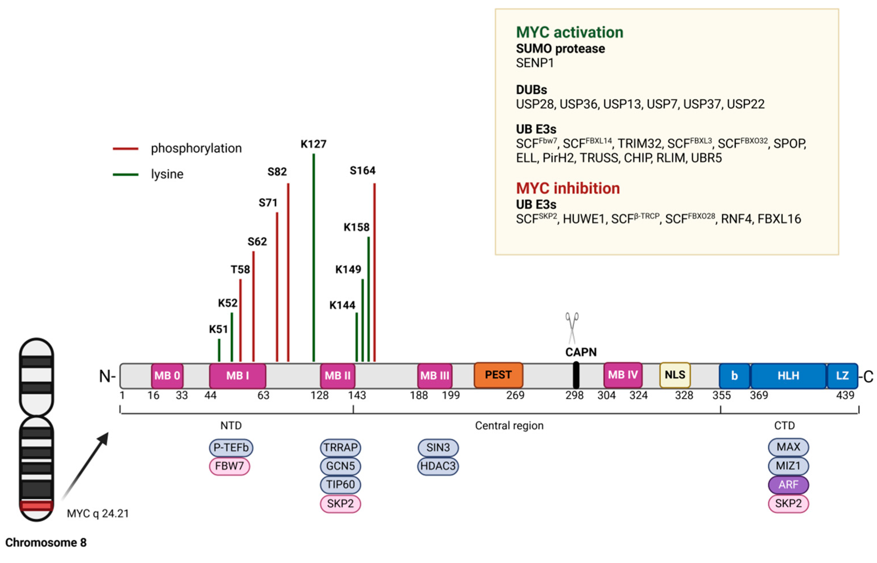 Dynamic Multilevel Regulation of EGFR, KRAS, and MYC Oncogenes: Driving ...