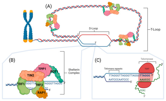 A Review of Telomere Attrition in Cancer and Aging: Current Molecular ...