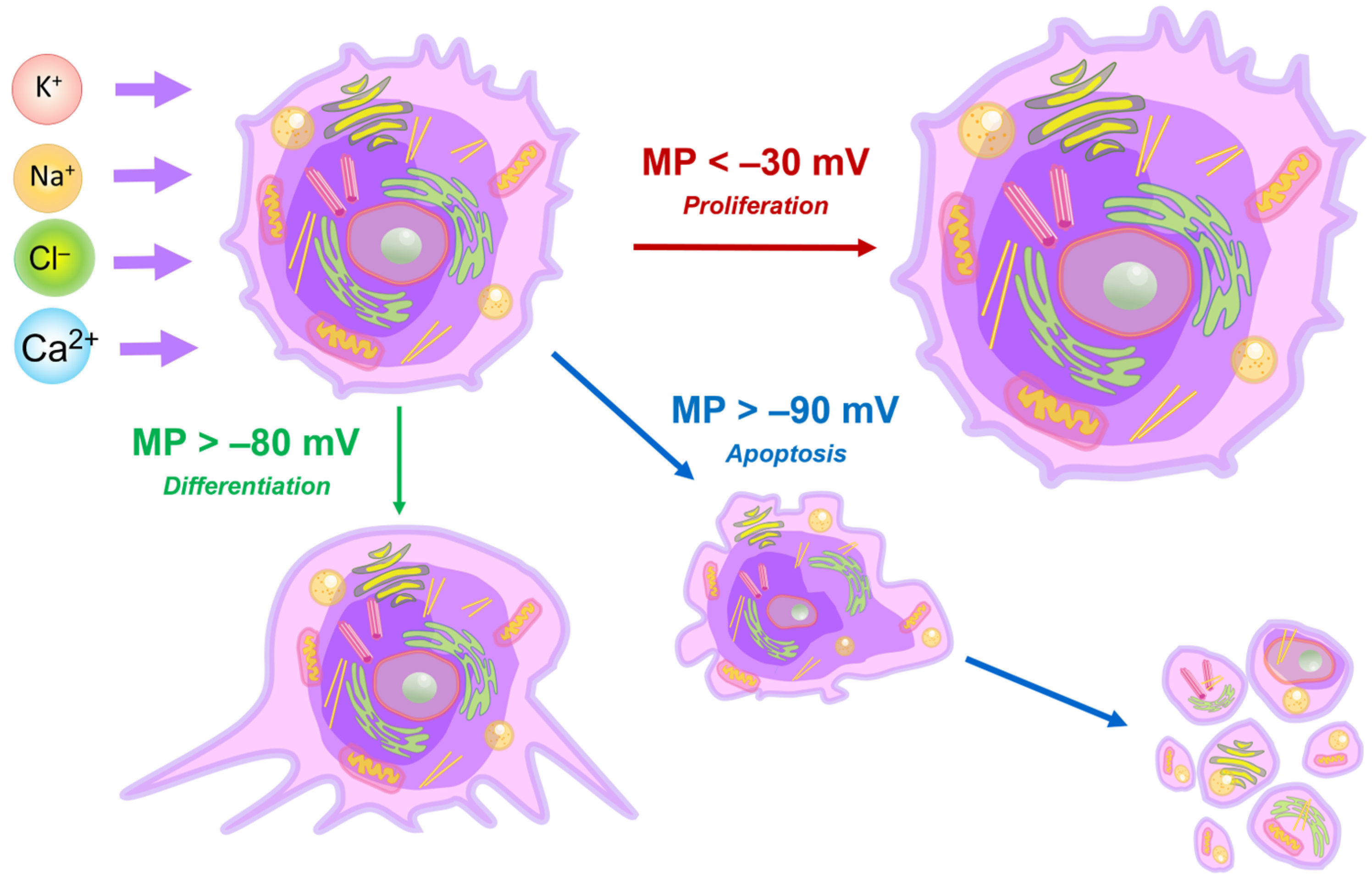 Systemic Mechanisms of Ionic Regulation in Carcinogenesis