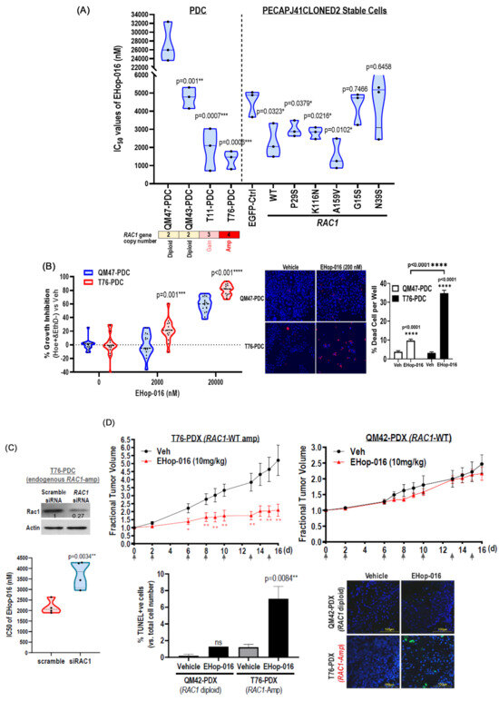 RAC1-Amplified and RAC1-A159V Hotspot-Mutated Head and Neck Cancer ...
