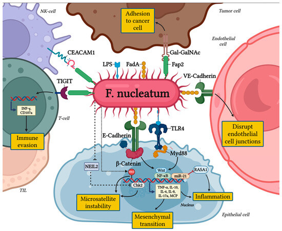 Unraveling the Role of Fusobacterium nucleatum in Colorectal Cancer ...