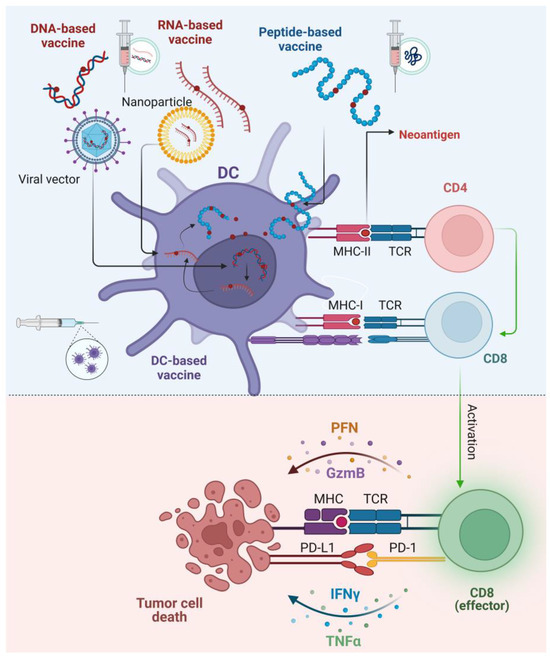 Personalized Immunity: Neoantigen-Based Vaccines Revolutionizing Hepatocellular Carcinoma Treatment