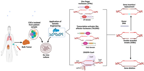 Deciphering the Role of Cancer Stem Cells: Drivers of Tumor Evolution ...