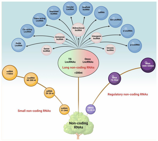Long Non-Coding RNAs in Ovarian Cancer: Mechanistic Insights and ...