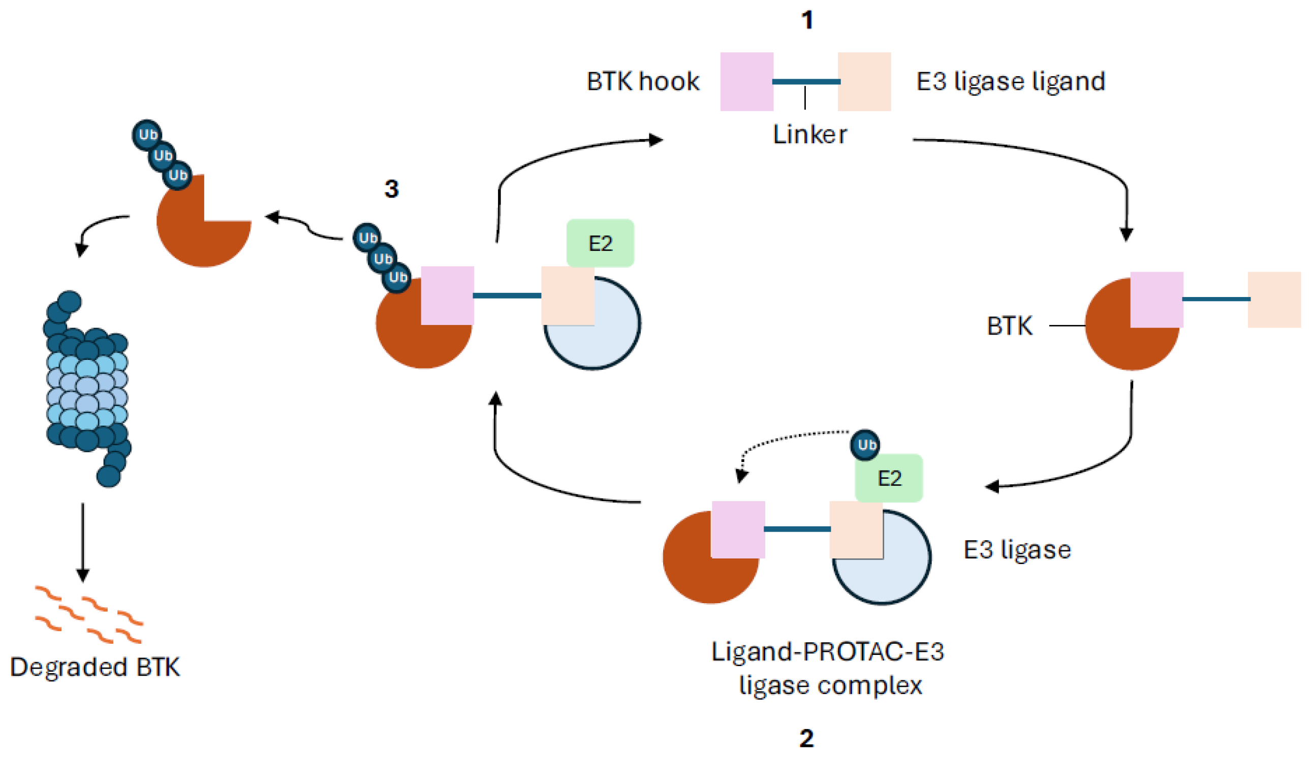BTK Is the Target That Keeps on Giving: A Review of BTK-Degrader Drug Development, Clinical Data ...