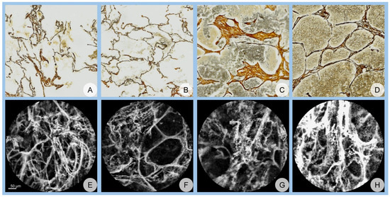 Transfer Learning-Based Integration of Dual Imaging Modalities for ...