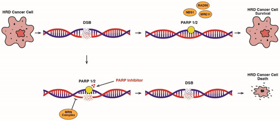 Ancestry-Specific DNA Damage Repair Gene Mutations and Prostate Cancer