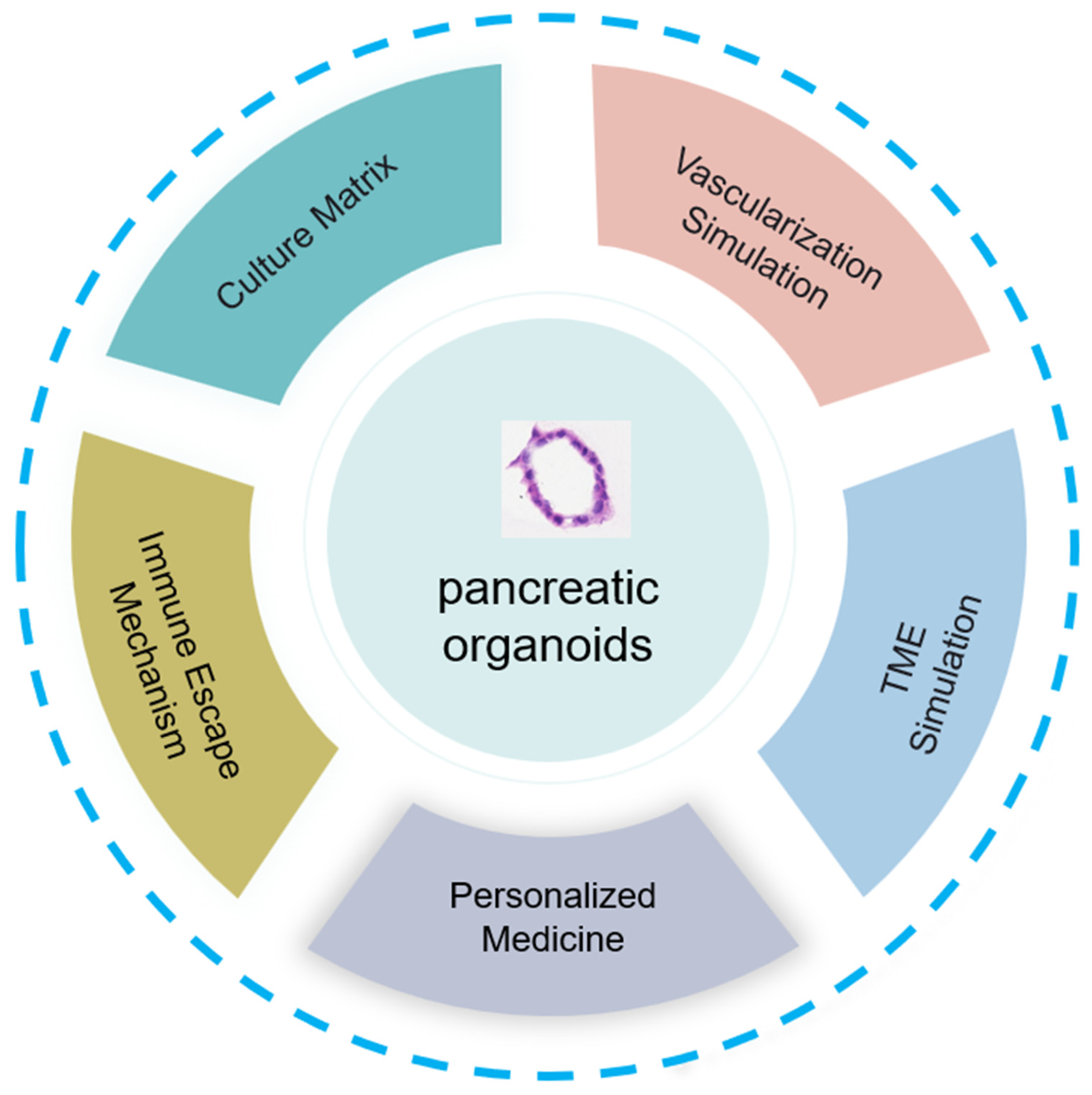 Establishing Pancreatic Cancer Organoids from EUS-Guided Fine-Needle ...