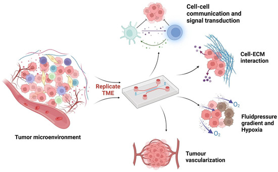 The Evolution of Anticancer 3D In Vitro Models: The Potential Role of ...