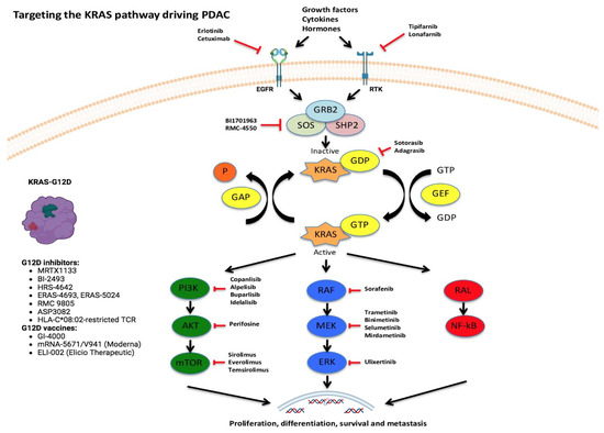 Recent Anti-KRASG12D Therapies: A “Possible Impossibility” for ...