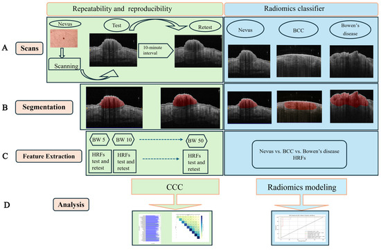 Radiomics in Dermatological Optical Coherence Tomography (OCT): Feature ...