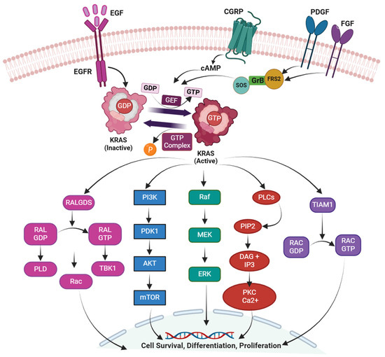 KRAS Mutations in Cancer: Understanding Signaling Pathways to Immune ...