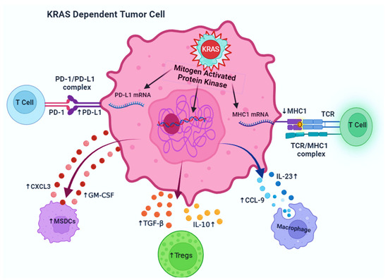 KRAS Mutations in Cancer: Understanding Signaling Pathways to Immune ...