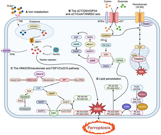 NINJ1 in Cell Death and Ferroptosis: Implications for Tumor Invasion ...