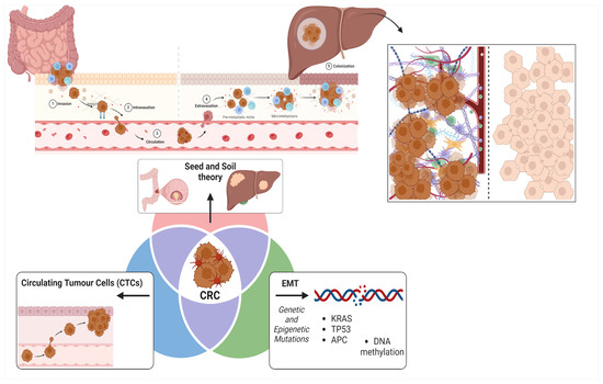 Liver Extracellular Matrix in Colorectal Liver Metastasis