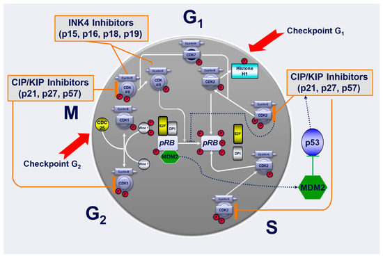 CDK4/6 as a Therapeutic Target in HR+/HER2− Breast Cancer Cells—Current ...
