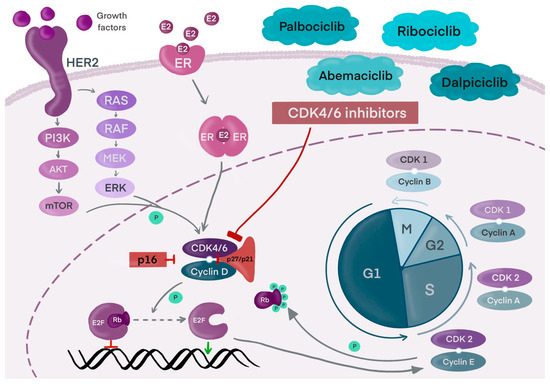 CDK4/6 as a Therapeutic Target in HR+/HER2− Breast Cancer Cells—Current Treatment Status