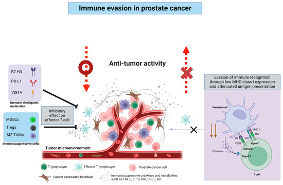 Immunotherapy in Prostate Cancer: From a “Cold” Tumor to a Immunotherapy in Prostate Cancer: From a “Cold” Tumor to a