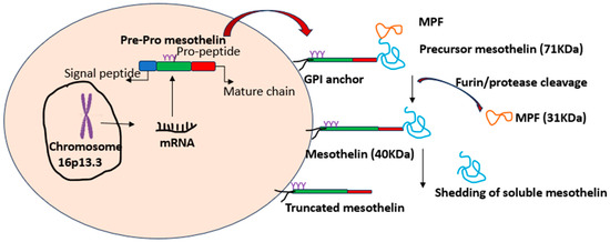 Mesothelin as a Signal Pathways and Epigenetic Target in Cancer Therapy