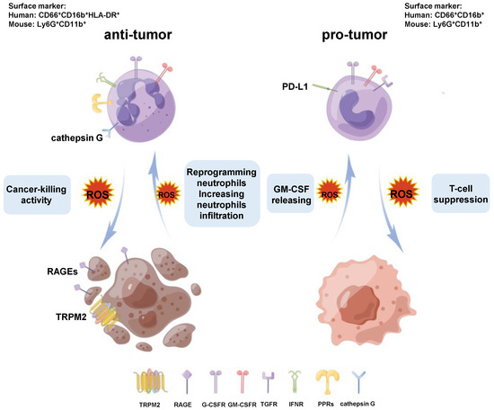 Role of Neutrophils in Anti-Tumor Activity: Characteristics and ...