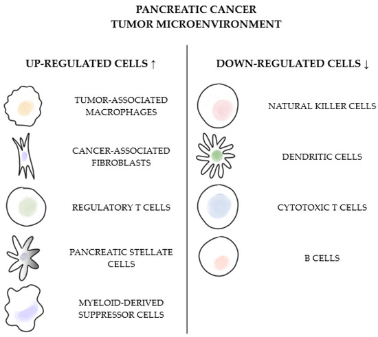 Inflammation, Immunosuppression, and Immunotherapy in Pancreatic Cancer ...