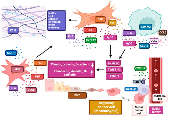 Reciprocal Modulation of Tumour and Immune Cell Motility: Uncovering ...