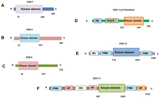 Mechanistic Roles of Transcriptional Cyclin-Dependent Kinases in ...