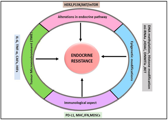 Mechanisms and Therapeutic Strategies for Endocrine Resistance in ...