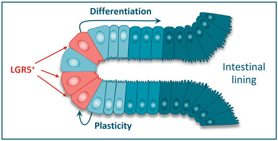 Petosemtamab, a Bispecific Antibody Targeting Epidermal Growth Factor ...