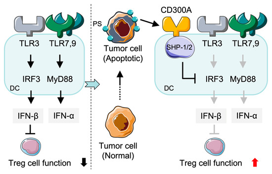 CD300a: An Innate Immune Checkpoint Shaping Tumor Immunity and ...