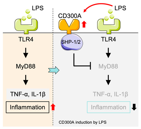 CD300a: An Innate Immune Checkpoint Shaping Tumor Immunity and ...