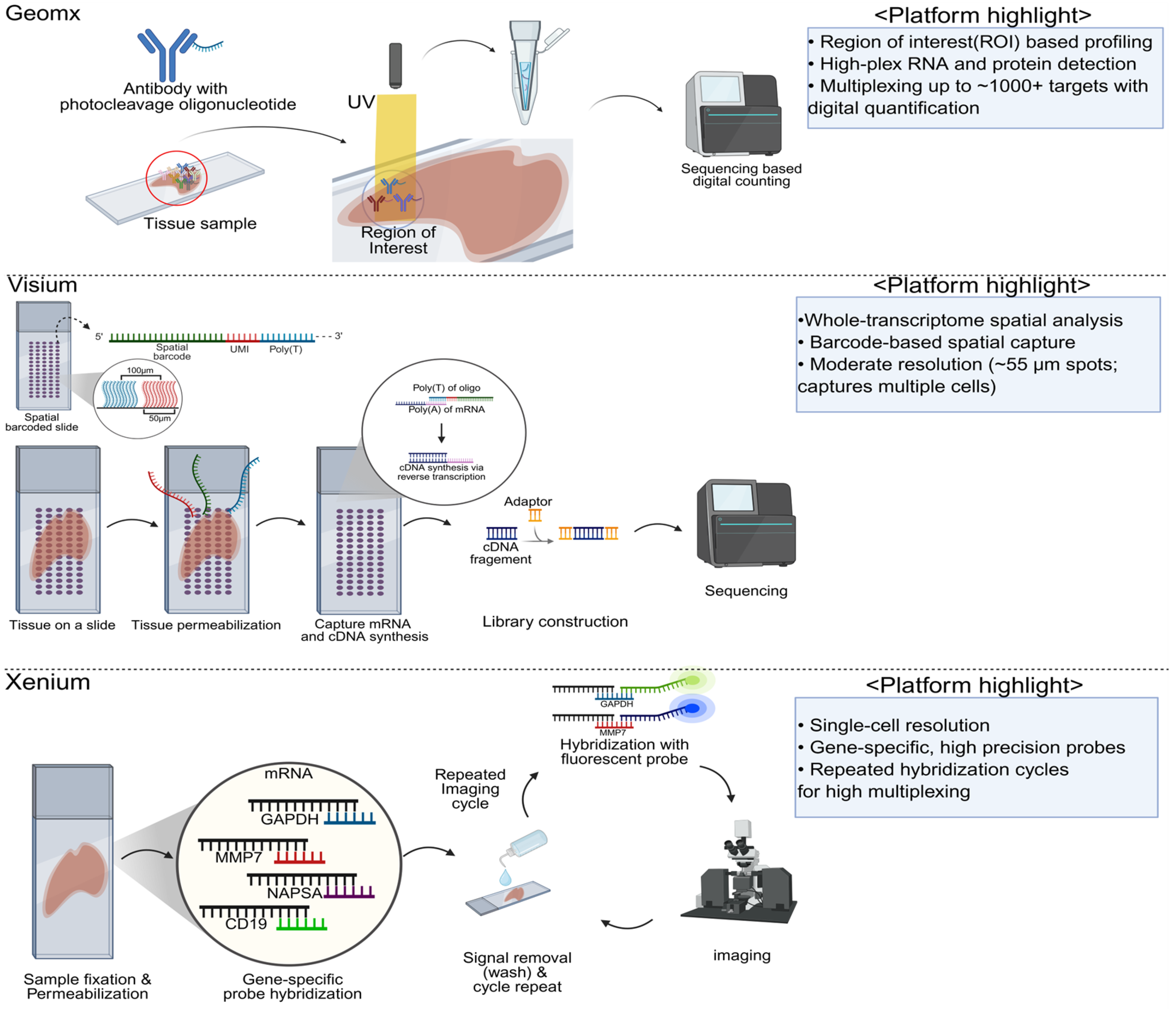 Spatial Transcriptomics in Lung Cancer and Pulmonary Diseases: A ...