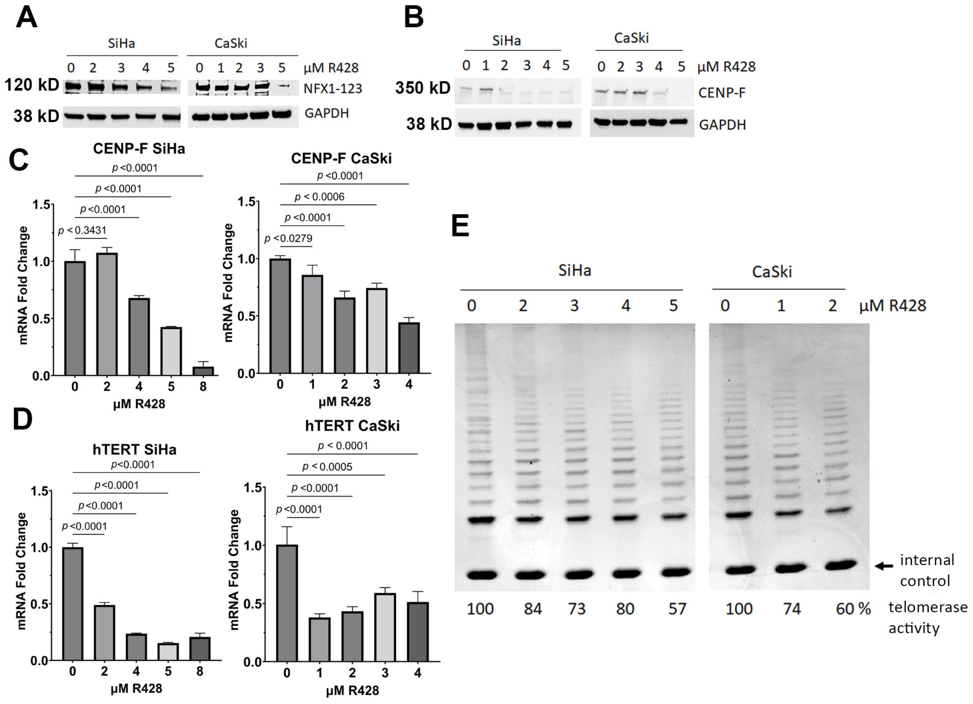 Reduction of NFX1-123 and HPV 16 E6 and E7 Decreased Telomerase and ...