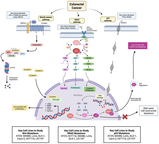 Exploring Experimental Models of Colorectal Cancer: A Critical ...