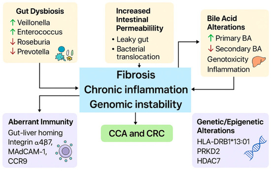 Navigating Neoplasm Risk in Inflammatory Bowel Disease and Primary ...