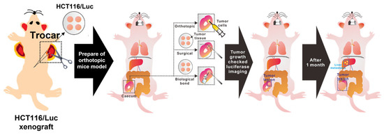 Establishment of an Orthotopic and Metastatic Colorectal Cancer Mouse ...