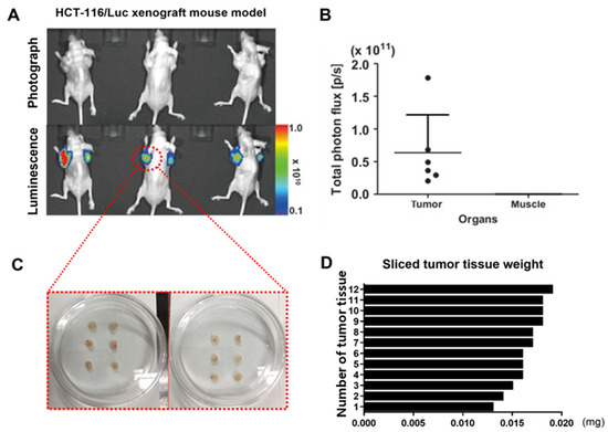 Establishment of an Orthotopic and Metastatic Colorectal Cancer Mouse ...