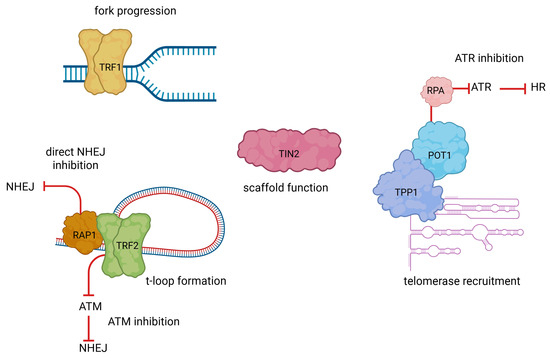 Telomere Maintenance and DNA Repair: A Bidirectional Relationship in ...