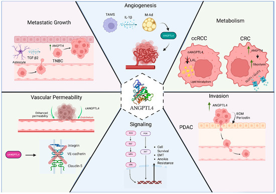 ANGPTL4: A Comprehensive Review of 25 Years of Research