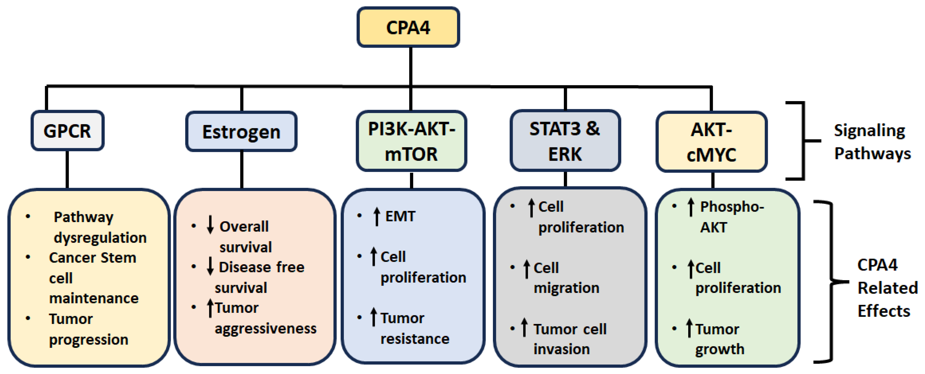 Carboxypeptidase A4: A Biomarker for Cancer Aggressiveness and Drug ...