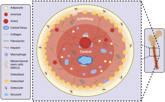 Modeling the Bone Marrow Microenvironment to Better Understand the ...