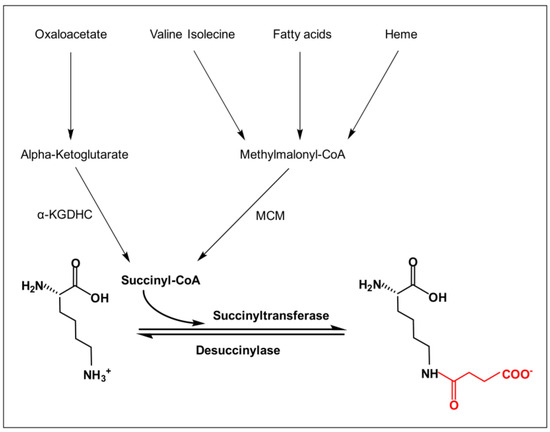 Regulators of Cancer Progression: Succinylation