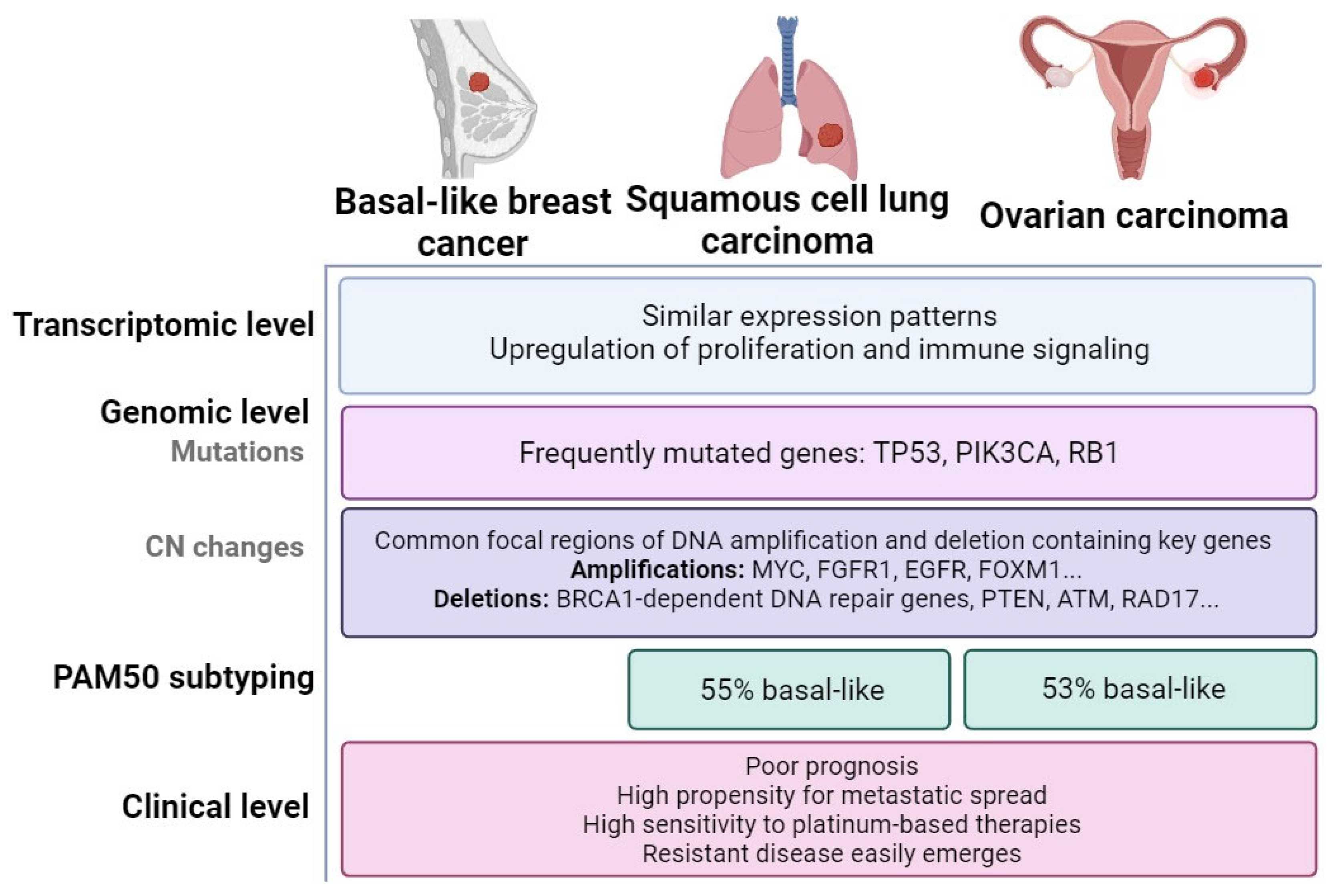 Luminal and Basal Subtypes Across Carcinomas: Molecular Programs Beyond ...