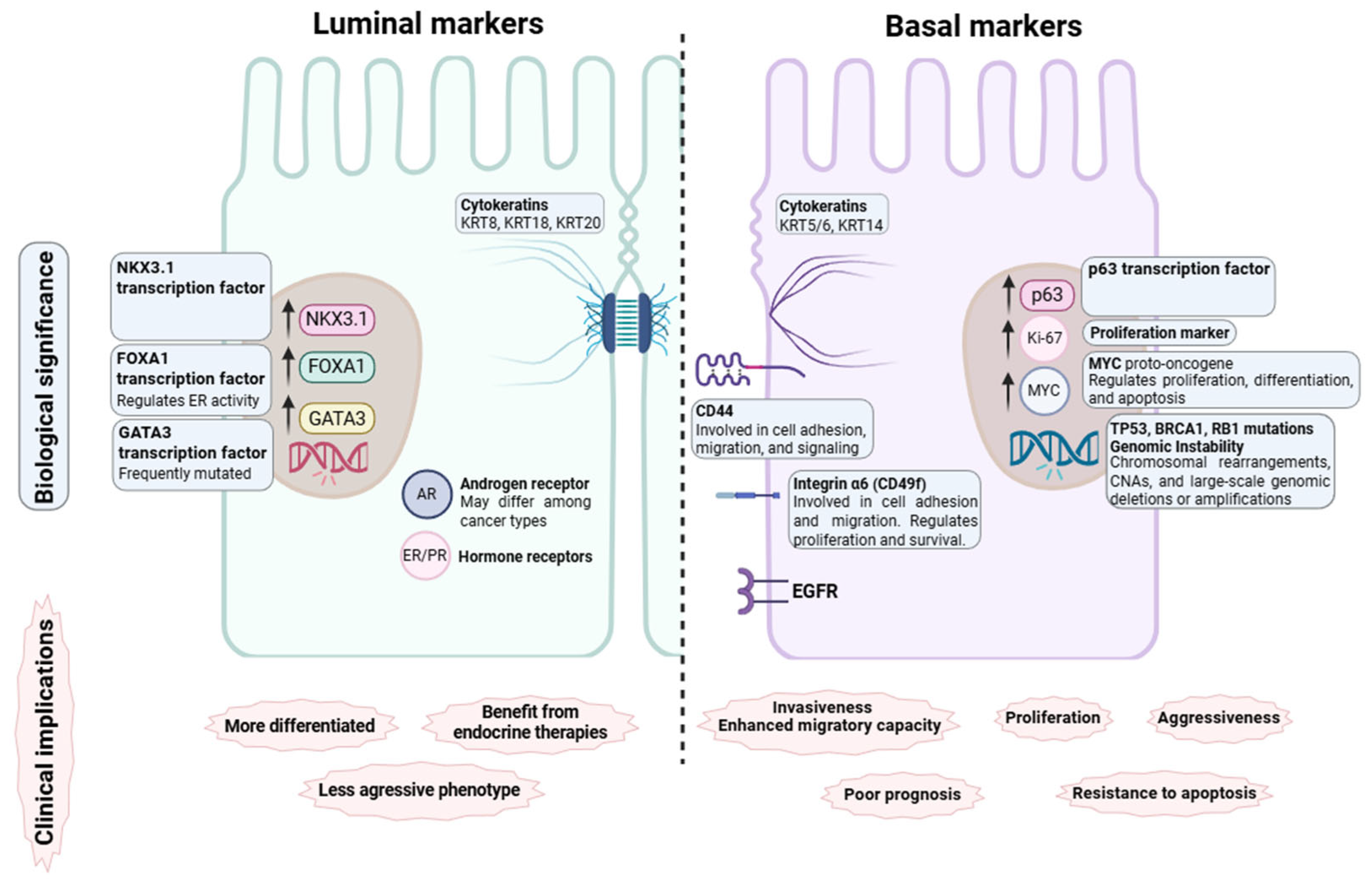 Luminal and Basal Subtypes Across Carcinomas: Molecular Programs Beyond ...