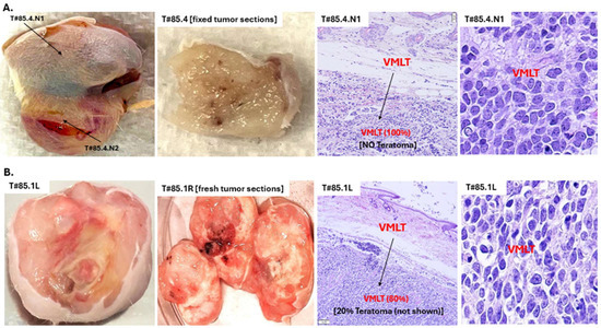 A Polyomavirus-Positive Merkel Cell Carcinoma Mouse Model Supports a ...