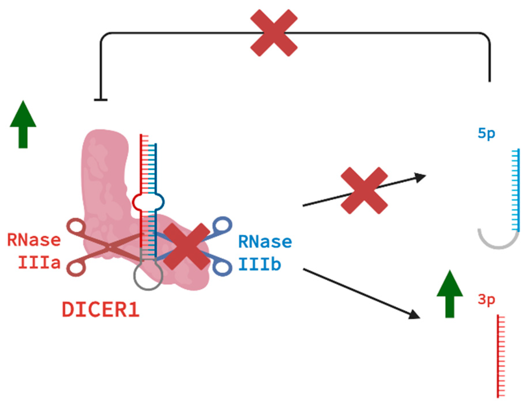 DICER1 Syndrome: What Do We Know of the Pathogenetic Mechanisms?